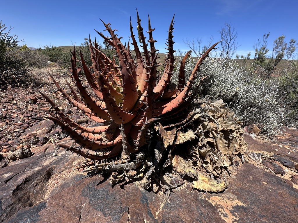 Aloes from Steinkopf Rural, Springbok, NC, ZA on October 26, 2023 at 11 ...