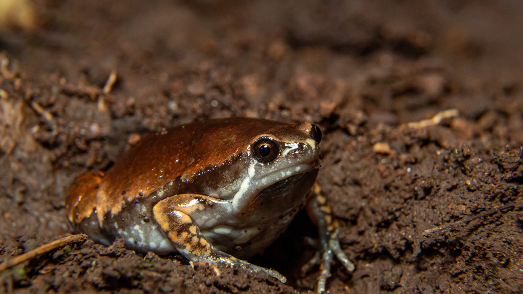 Sheep Frog from Estación Experimental Forestal Horizontes, Liberia ...