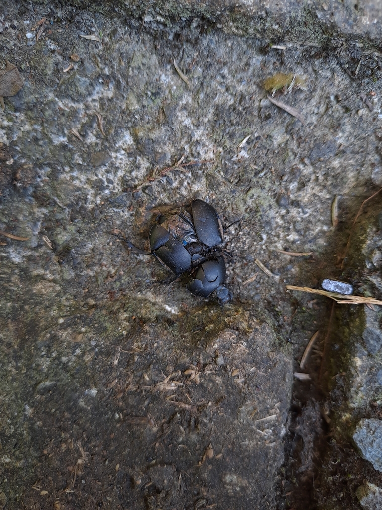 Phelotrupes taiwanus from Nantou, TW-TA, TW on October 26, 2023 at 10: ...