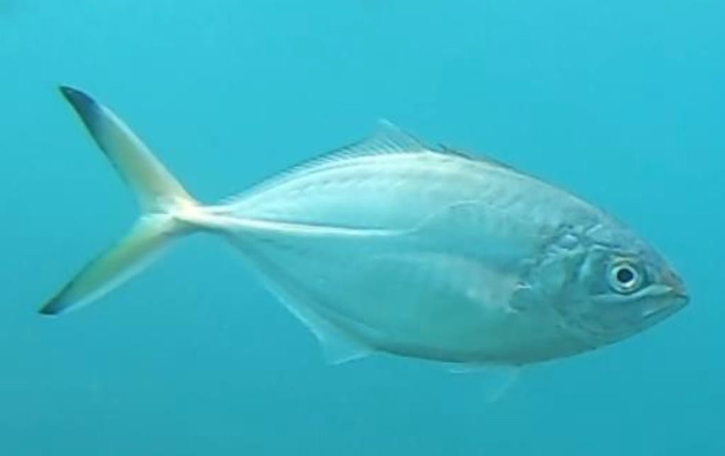 Herring scad (Saltwater Fish of the Indo Pacific) · iNaturalist