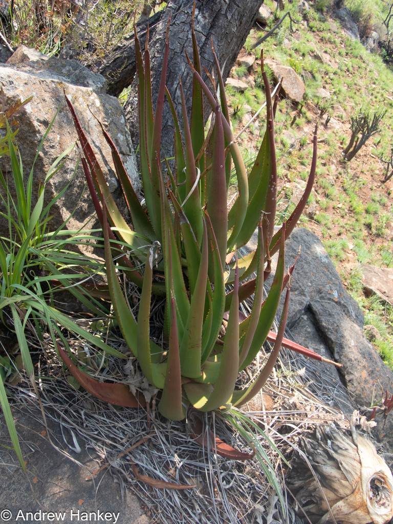Aloe barbara-jeppeae from Nkangala, Mpumalanga, South Africa on October ...