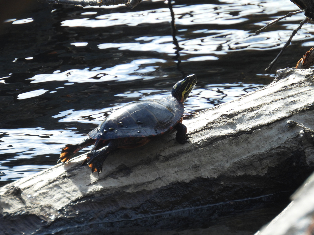 Painted Turtle from Westborough, MA, USA on October 25, 2023 at 01:57 ...