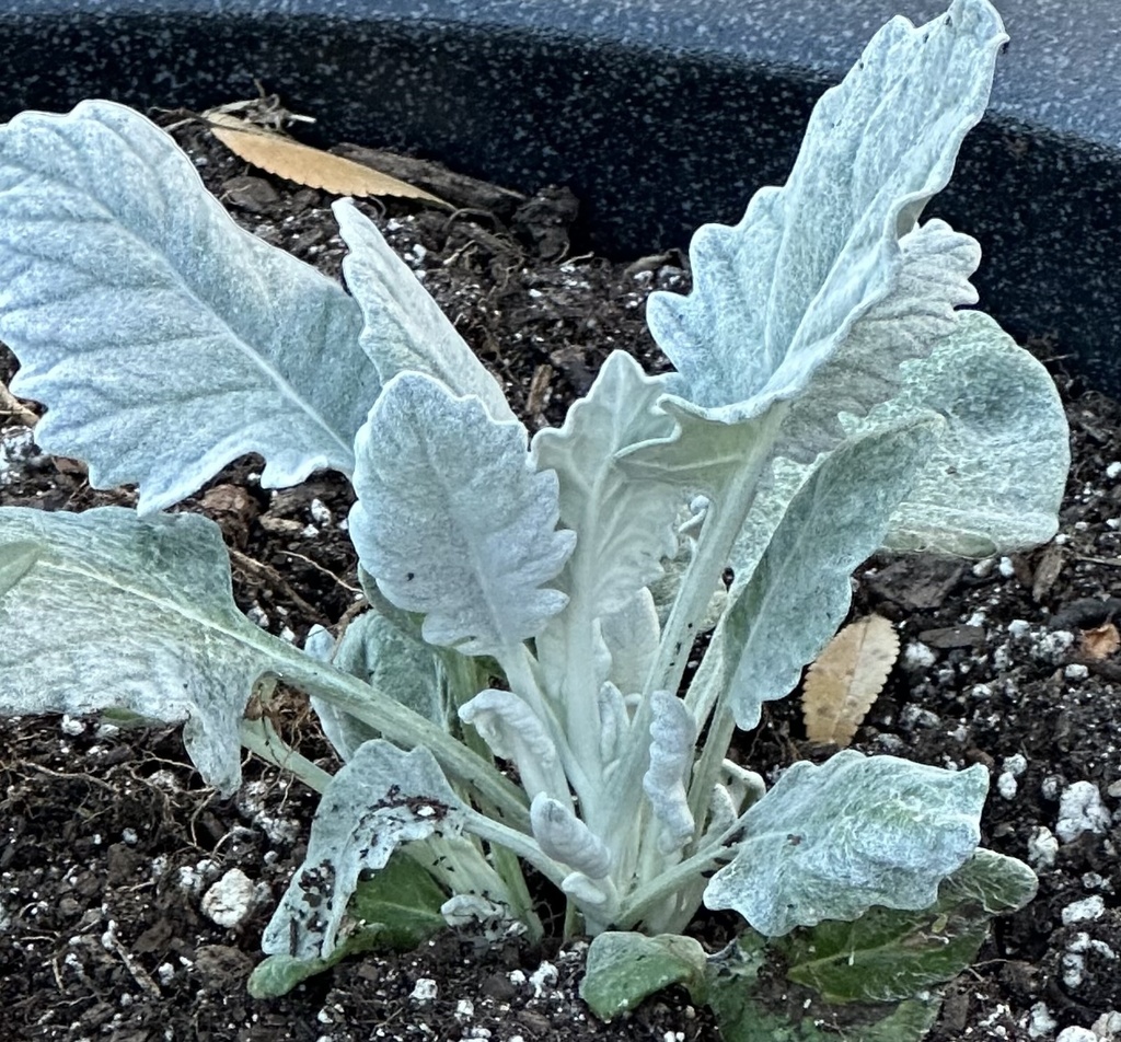Dusty miller in October 2023 by ashleytucker · iNaturalist