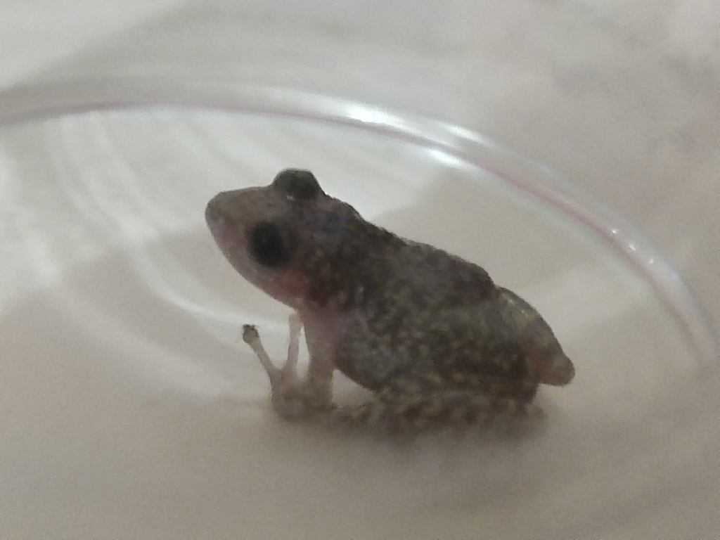 Spotted Chirping Frog from 76246 Qro., México on October 26, 2023 at 12 ...
