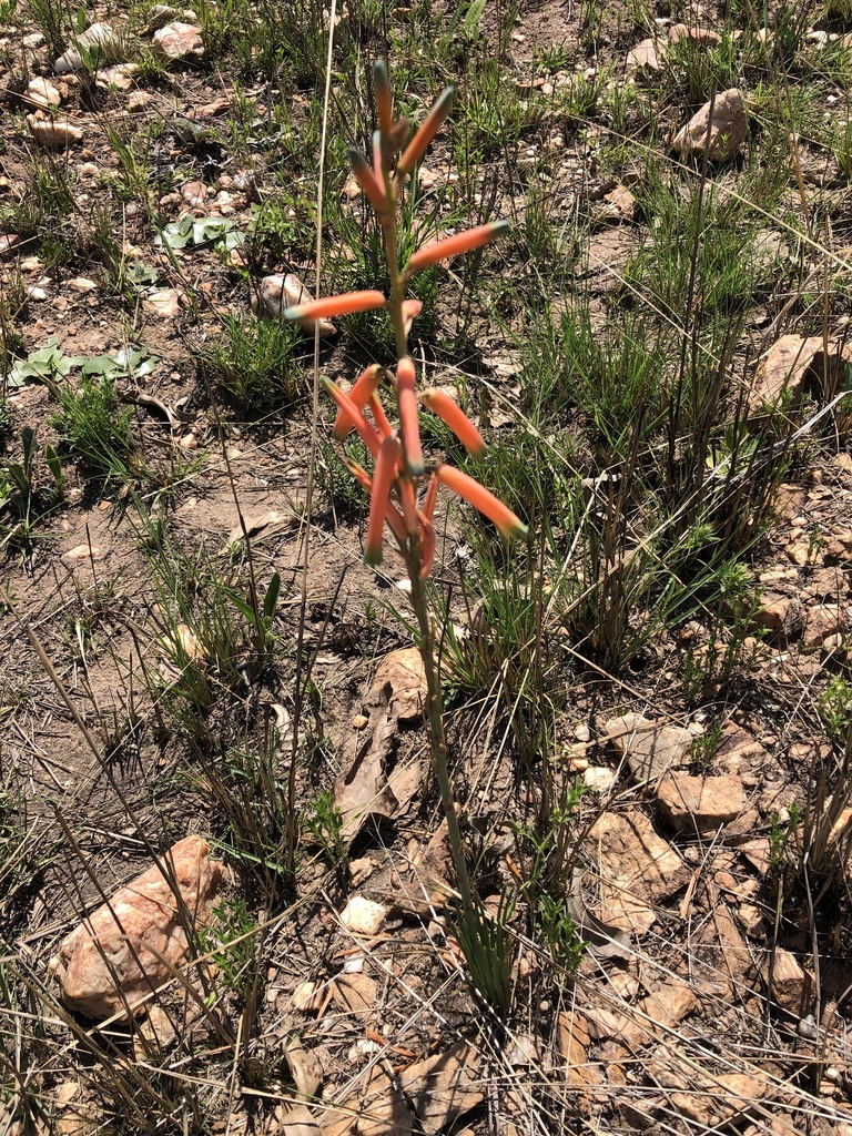grass aloe in October 2023 by wernerme · iNaturalist
