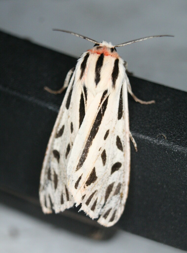 Arge Moth from Lake house on June 17, 2023 at 05:42 AM by Zach DuFran ...