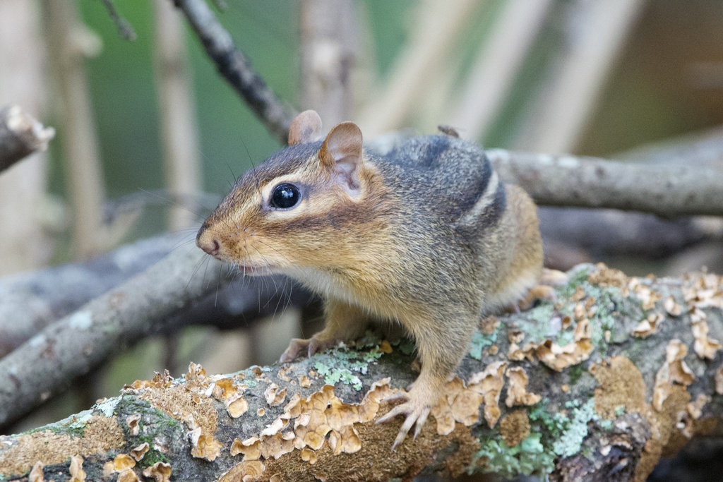 Eastern Chipmunk from Judson Rd, Prattville, AL, US on October 25, 2023 ...