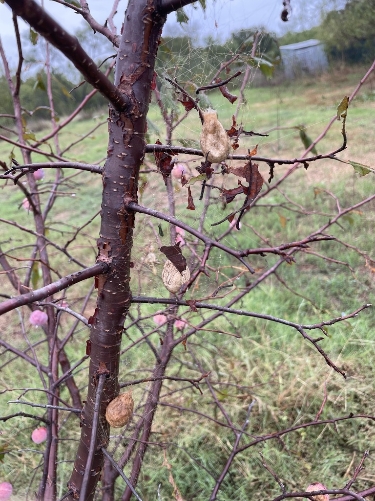 Yellow Garden Spider from County Road 529, Burleson, TX, US on October ...