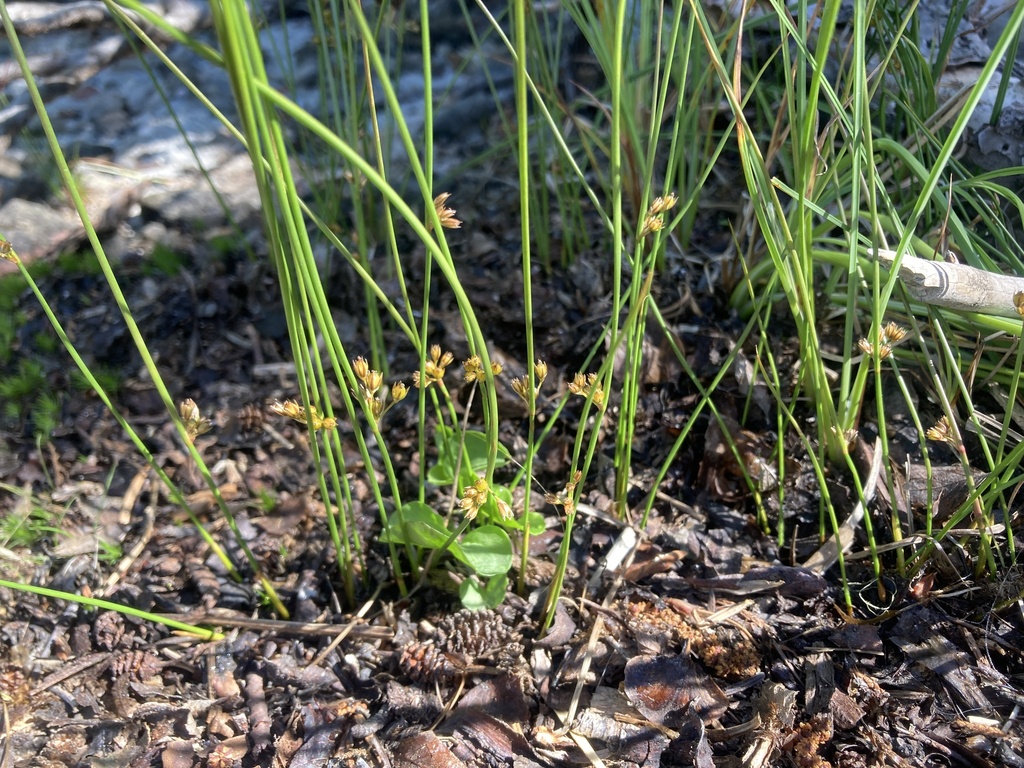 Thread Rush from Louise Lake area, Mount Rainier National Park, Lewis ...