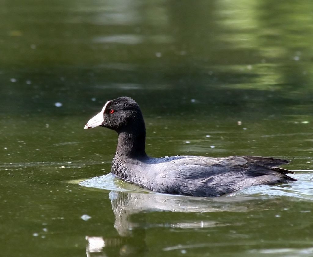 American Coot (Don Edwards San Francisco Bay National Wildlife Refuge ...