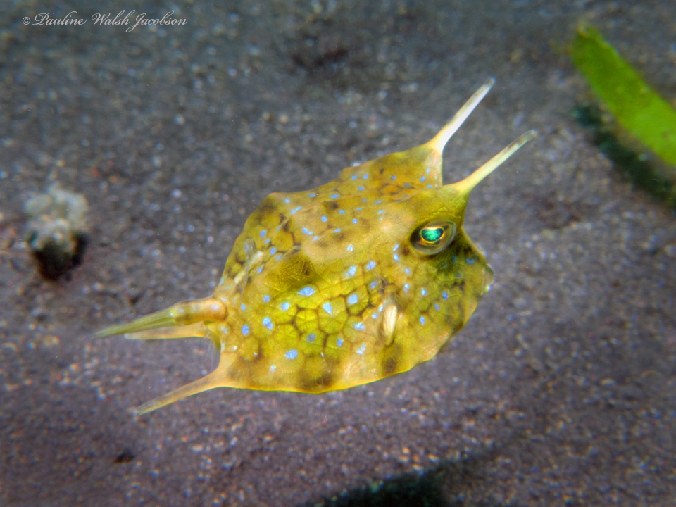 Longhorn Cowfish (Lactoria cornuta) - Marine Life Identification