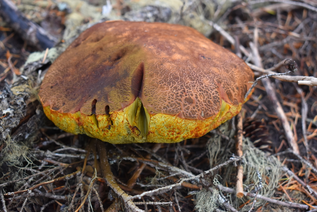 admirable bolete from Birthday Lake Trail, Oregon on October 20, 2023 ...