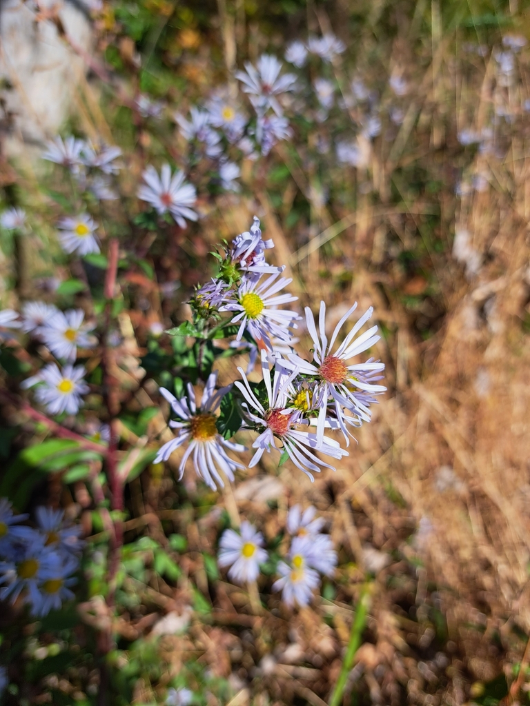swamp aster from Frederick, MD 21704, USA on October 26, 2023 at 11:07 ...