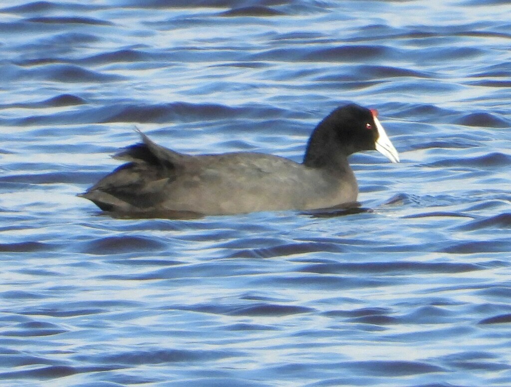 Red-knobbed Coot from West Coast District Municipality, South Africa on ...