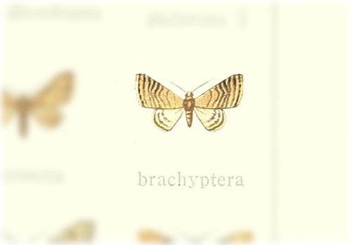 Eupithecia brachyptera · iNaturalist United Kingdom
