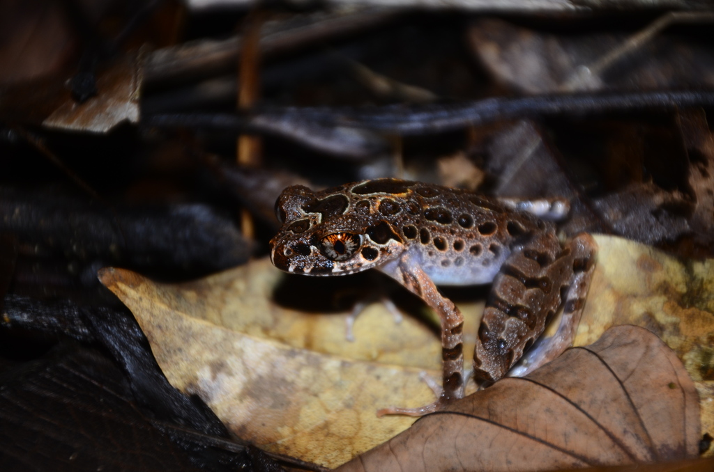 Leptobrachella hamidi from Sambas Regency, West Kalimantan, Indonesia ...