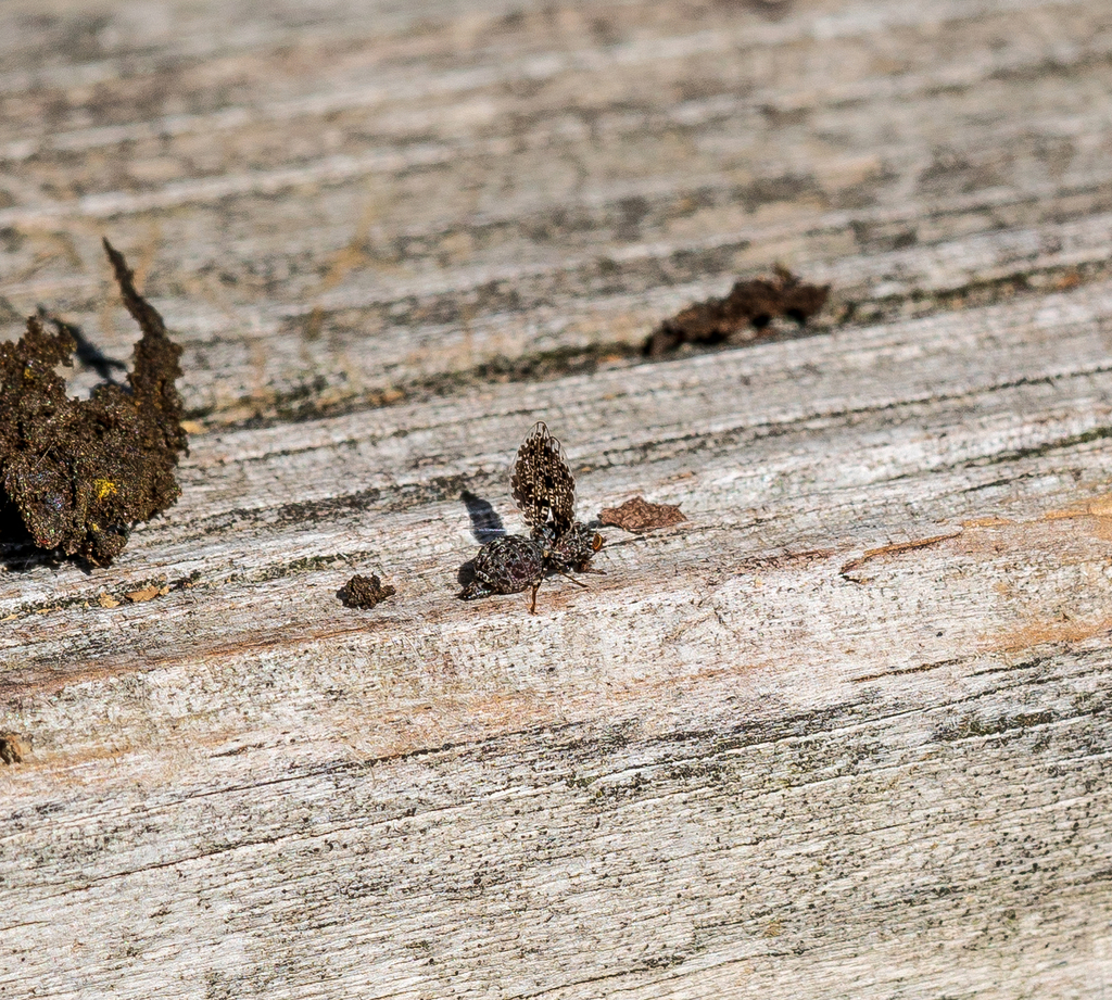 Peacock Fly from Effingham County, IL, USA on October 23, 2023 at 02:04 ...