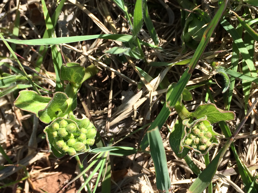 green antelopehorns from Oklahoma State University - Stillwater ...