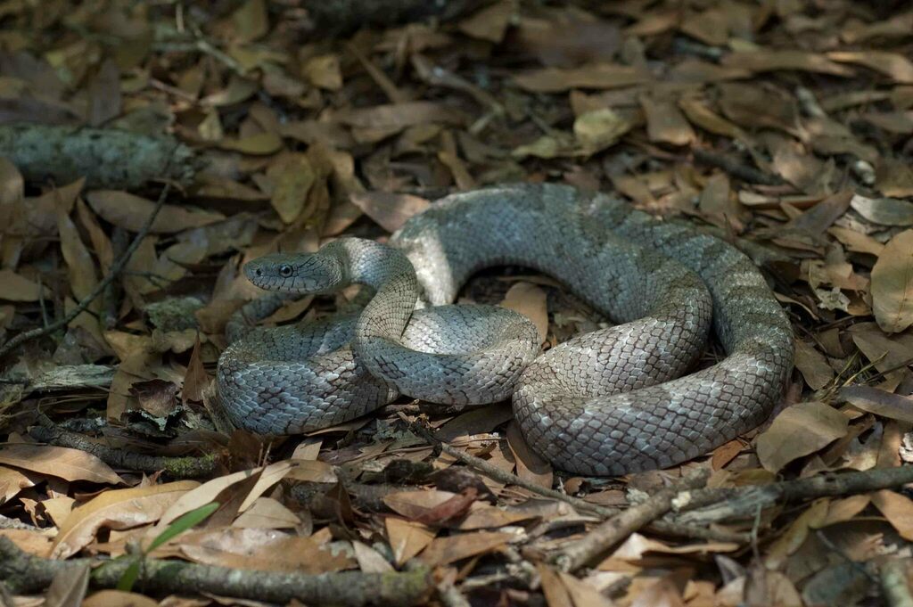 Gray Ratsnake in May 2011 by Moses Michelsohn · iNaturalist