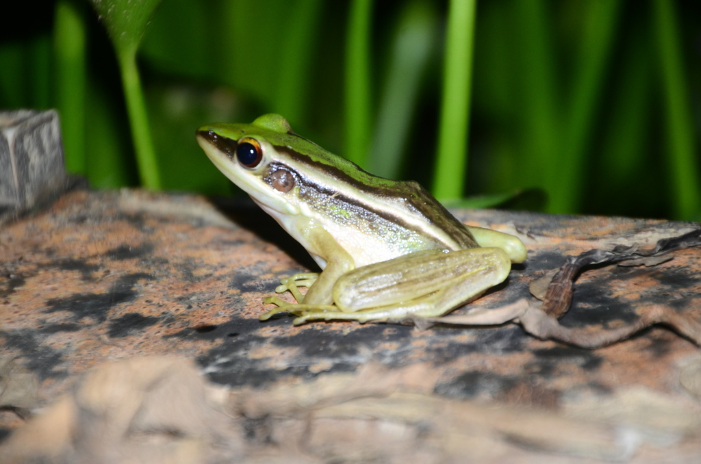 Green Paddy Frog from Sambas Regency, West Kalimantan, Indonesia on ...