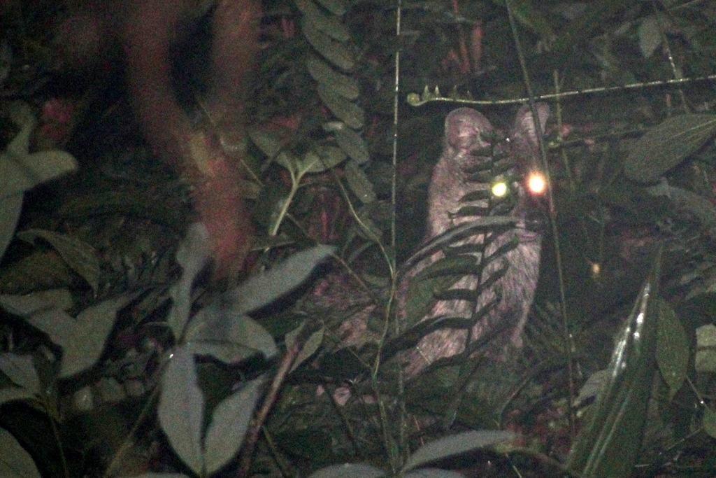 Musang Rase (Mammals of IPB University) · iNaturalist