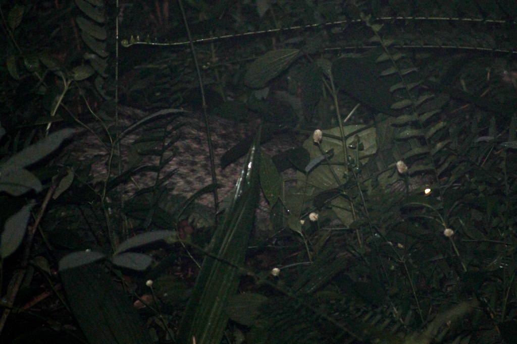 Musang Rase (Mammals of IPB University) · iNaturalist