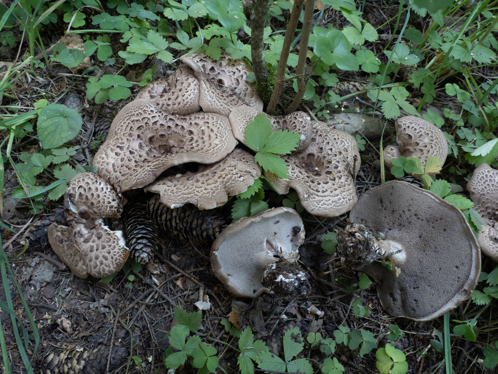 shingled hedgehog from Kallhäll, Sweden on August 12, 2020 at 06:25 PM ...