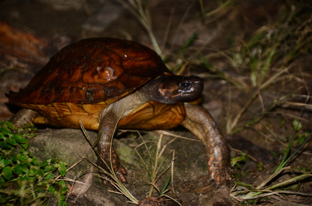 Spiny Terrapin in September 2023 by LAHENGGG · iNaturalist