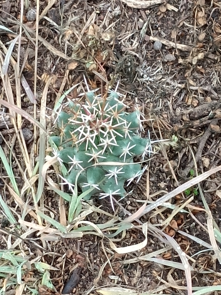Coryphantha octacantha from 42437 Hgo., México on October 26, 2023 at ...