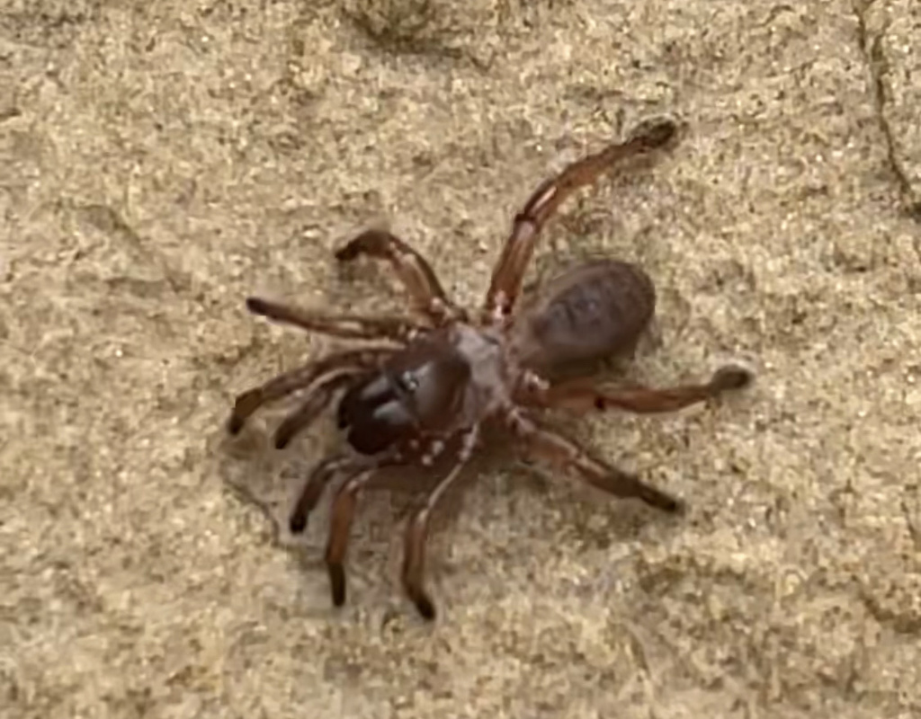 Wafer-lid Trapdoor Spiders from Elm Grove Dr, Fort Worth, TX, US on ...