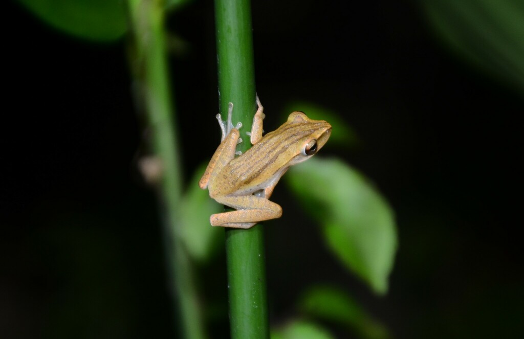 Common Southeast Asian Tree Frog from Sambas Regency, West Kalimantan ...