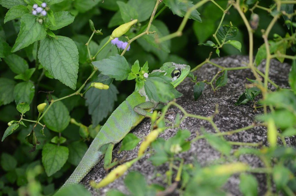 Green Crested Lizard from Sambas Regency, West Kalimantan, Indonesia on ...