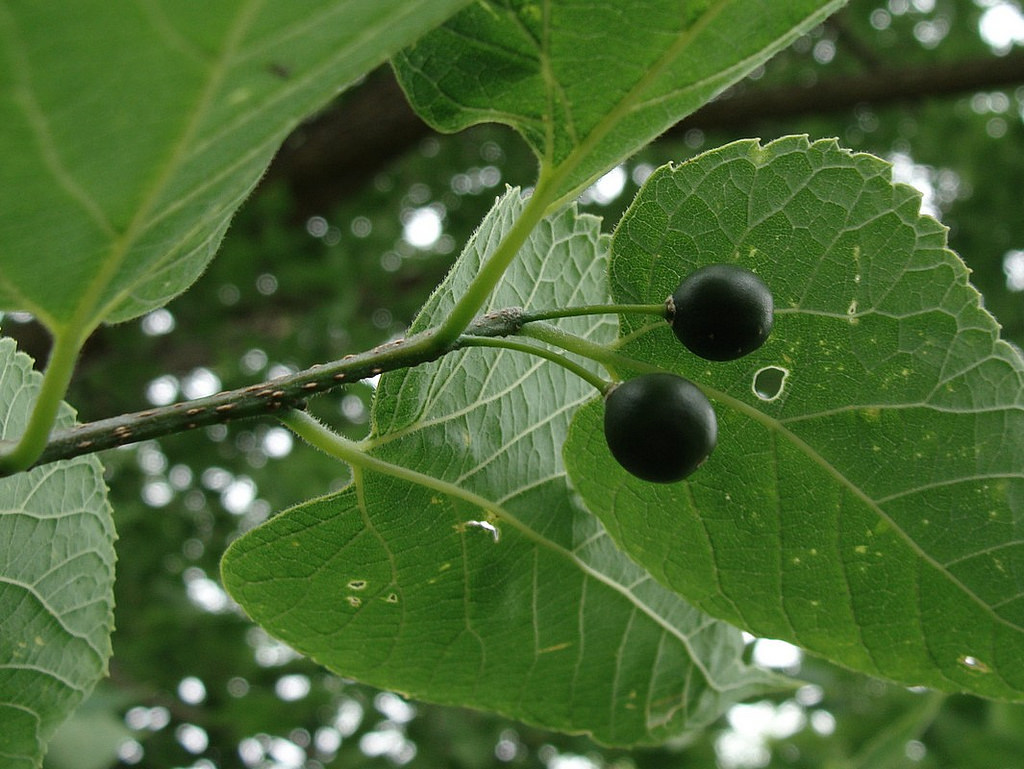 Celtis Occidentalis Fruit