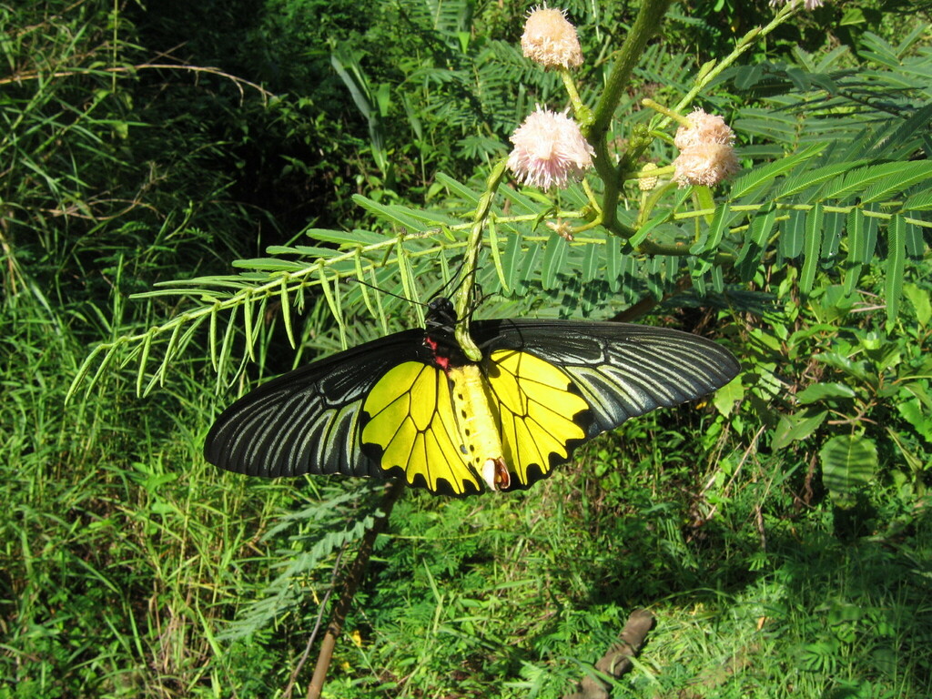 Golden Birdwing from Pai, Pai District, Mae Hong Son 58130, Thajsko on ...