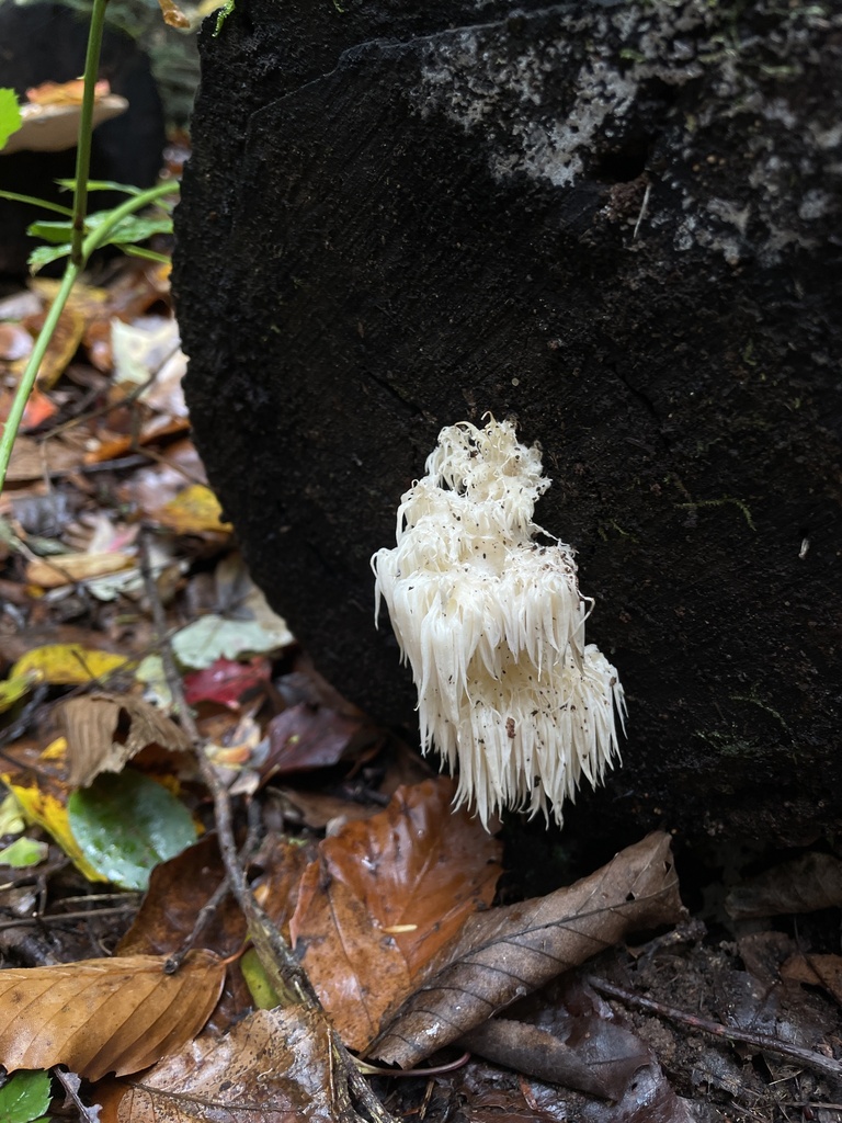 Bear's Head Tooth from Georgetown Rd, Sandy Lake, PA, US on October 15 ...