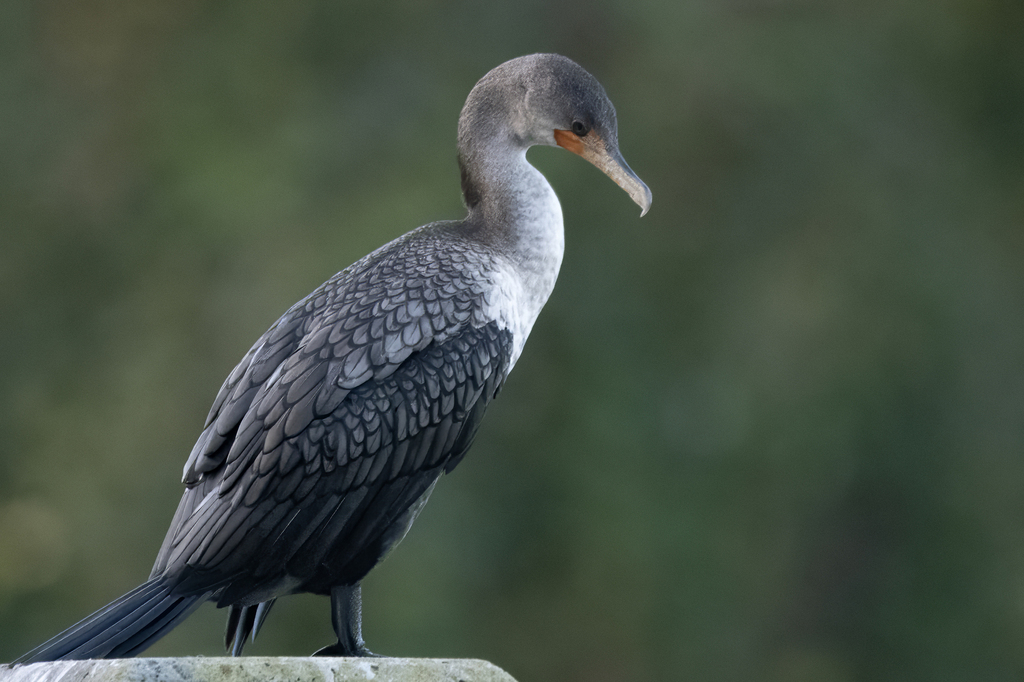 Double-crested Cormorant from Hilton Head Island, SC, USA on October 26 ...