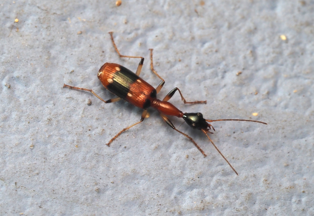 Ophionea indica from 408,MTH Road,Thiruninravur, Tamil Nadu 602024 ...