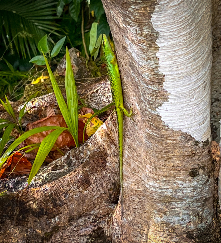 Emerald Tree Skink from Babeldaob, Palau, PW on October 26, 2023 at 03: ...