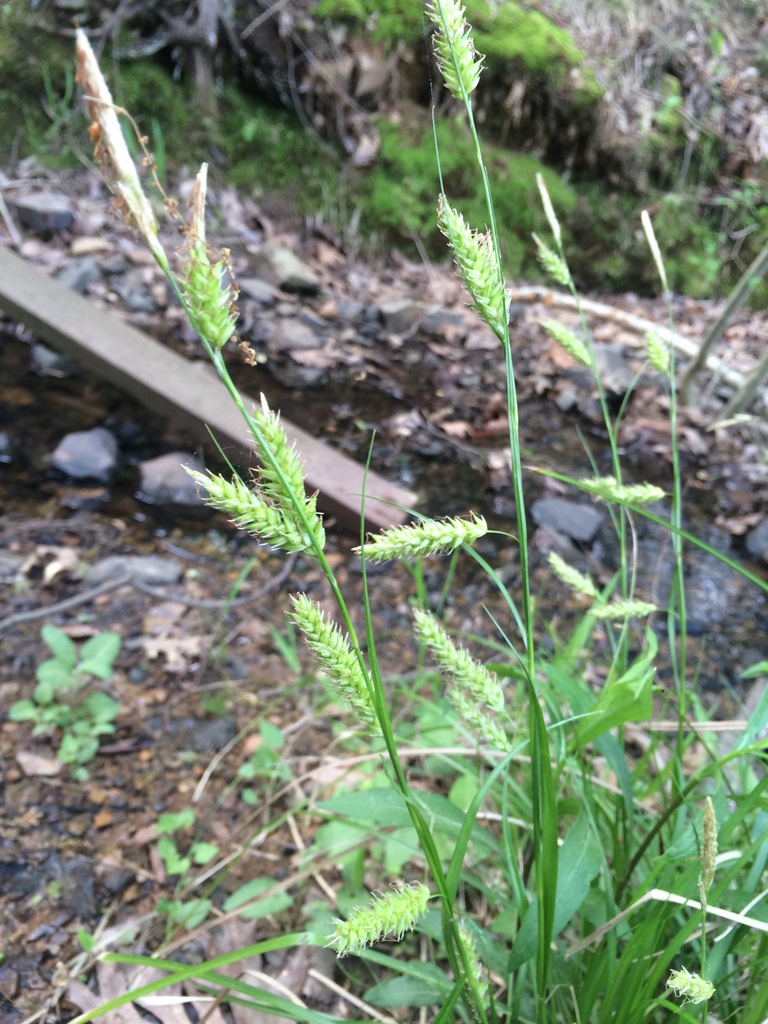 Cherokee sedge (Nash Prairie Plants List) · iNaturalist