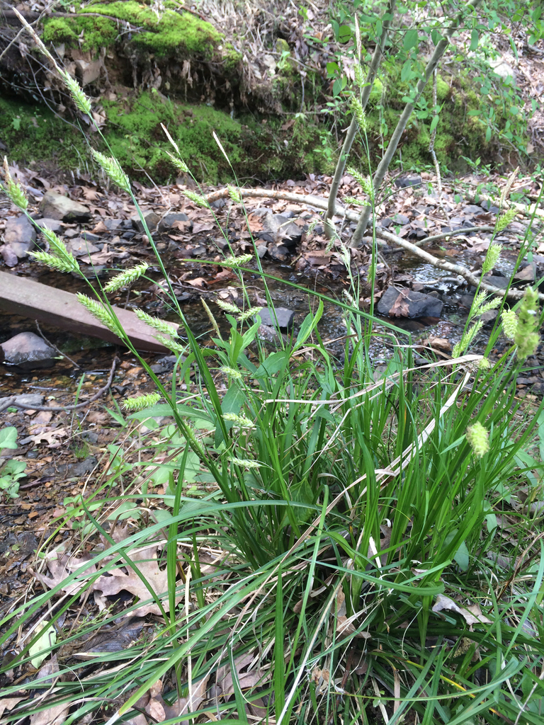 Cherokee sedge (Nash Prairie Plants List) · iNaturalist