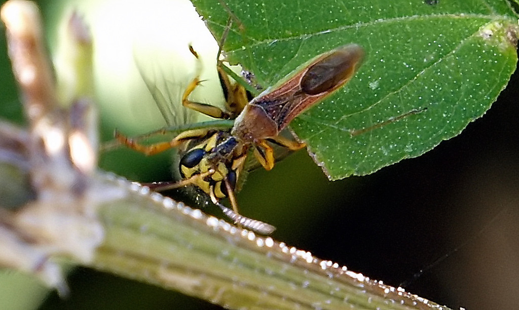 Leafhopper Assassin Bug from Duck Creek by Plano Rd Richardson, TX, USA ...