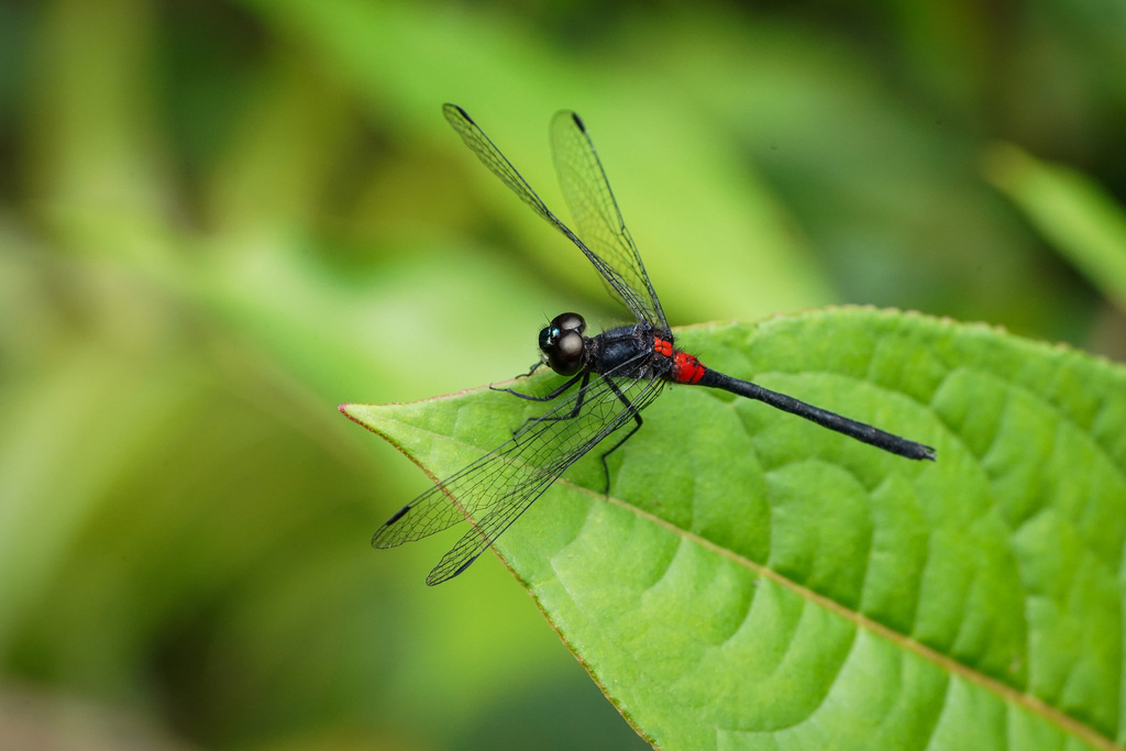Red-rumped Hawklet from Pookode Lake, Kunnathidavaka, Kerala 673576 on ...
