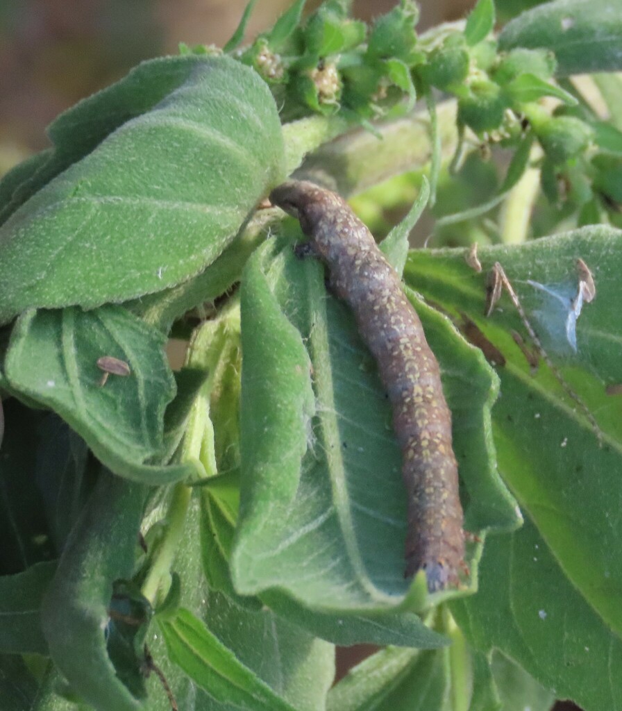 Velvet Armyworm Moth from Rosenberg, TX, USA on October 26, 2023 at 09: ...