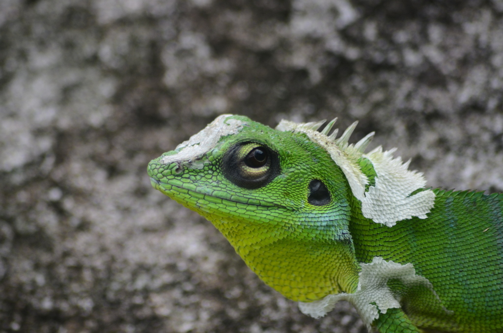 Green Crested Lizard from Senatab, Sajingan Besar, Sambas Regency, West ...