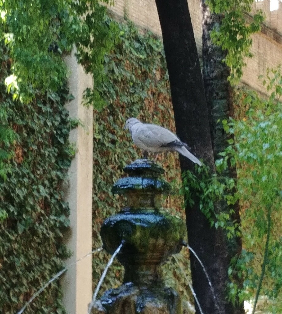 Eurasian Collared-Dove from Santa Cruz, Seville, Seville, Spain on ...