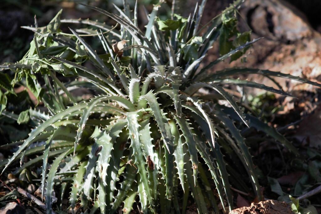 Guapilla from Carletonville, 2499, South Africa on October 26, 2023 at ...