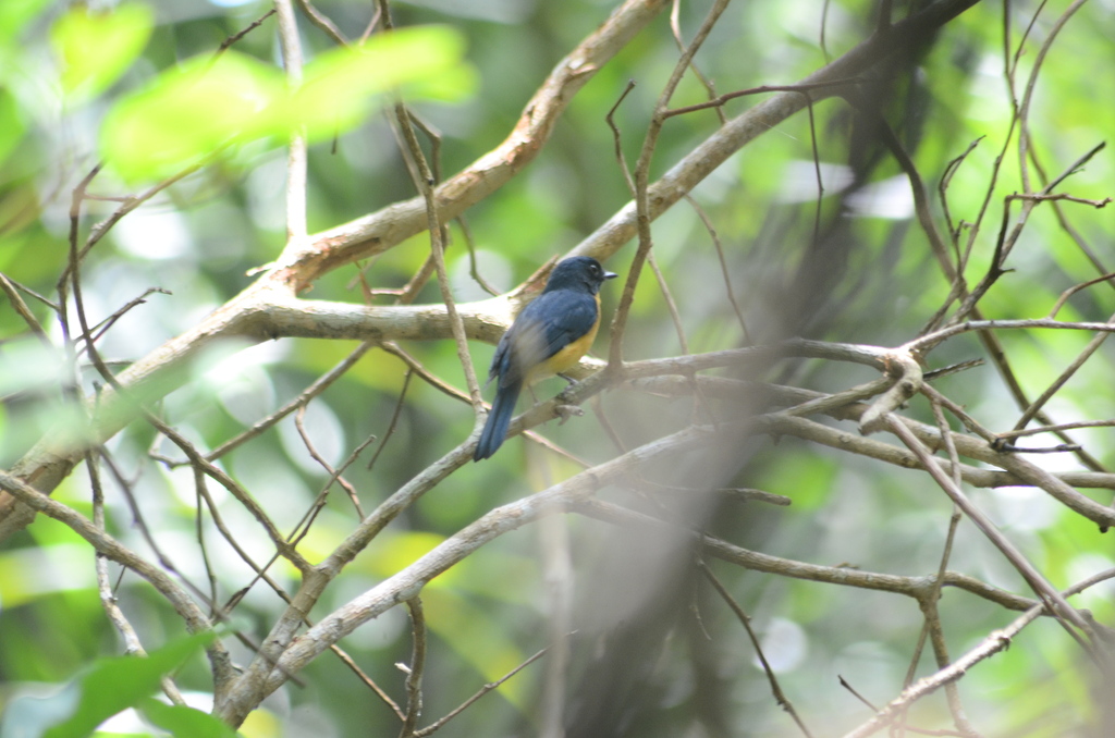Mangrove Blue Flycatcher from Sambas Regency, West Kalimantan ...