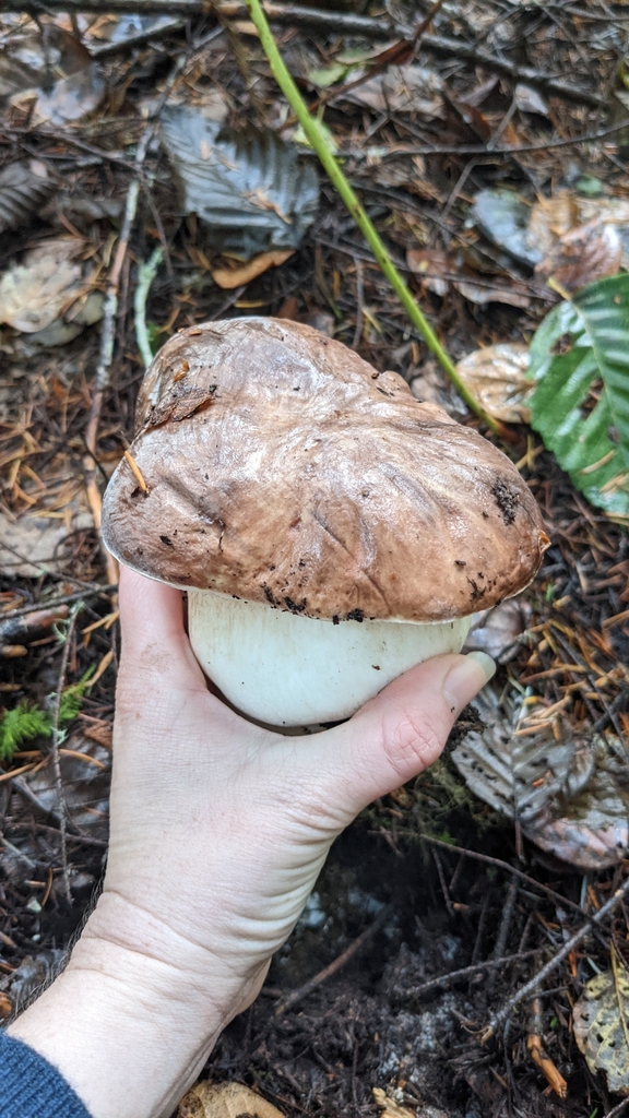 Queen Bolete in October 2023 by Ashley Duval · iNaturalist