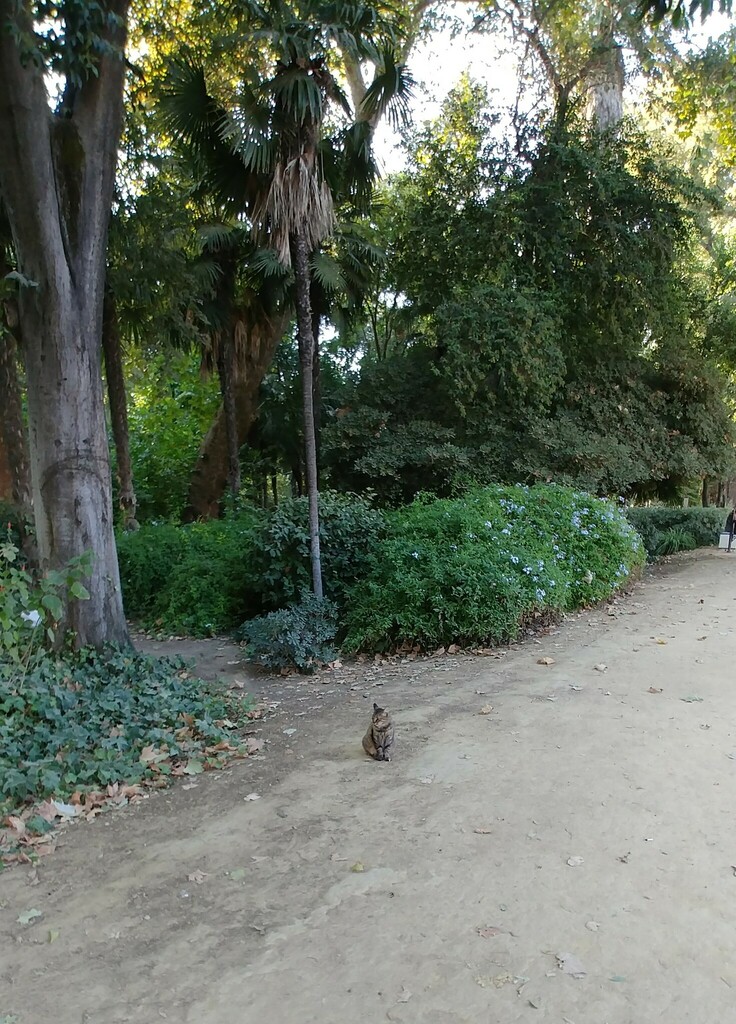 Domestic Cat from Seville, Spain on September 18, 2022 at 06:25 PM by ...