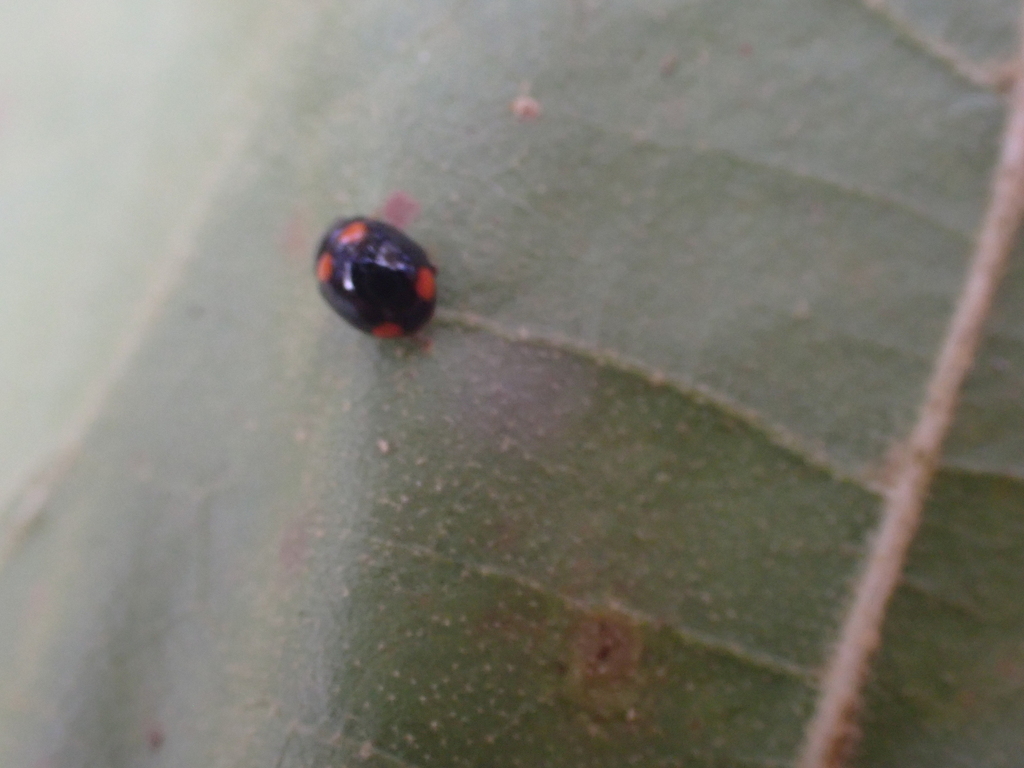 Four-spotted Spurleg Lady Beetle from Madison County, KY, USA on ...